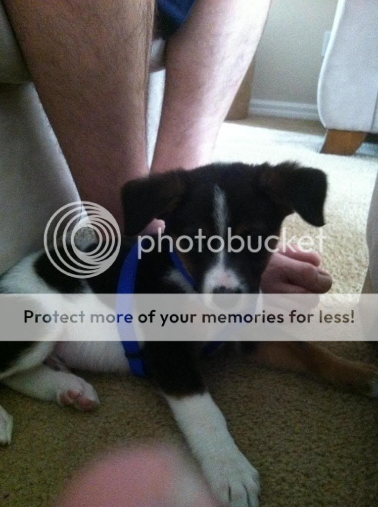 Maverick | Dog Forum