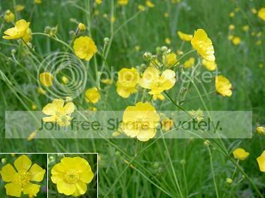 Boterbloemen