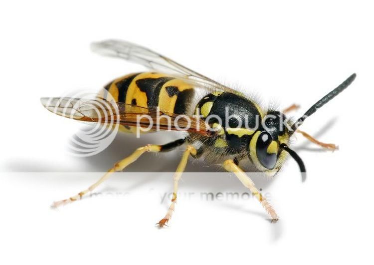 Wesp – BioWeetjes.nl